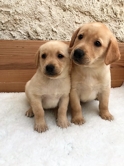 Nos labradors