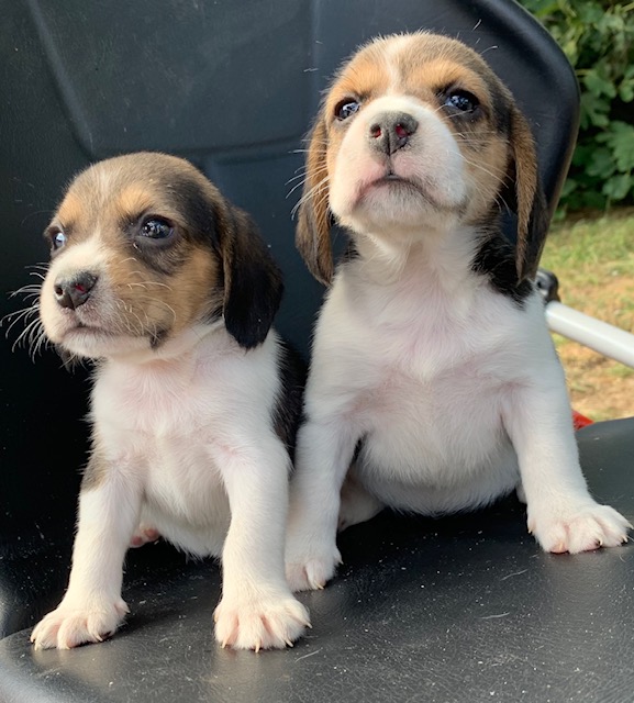 Nos Beagles