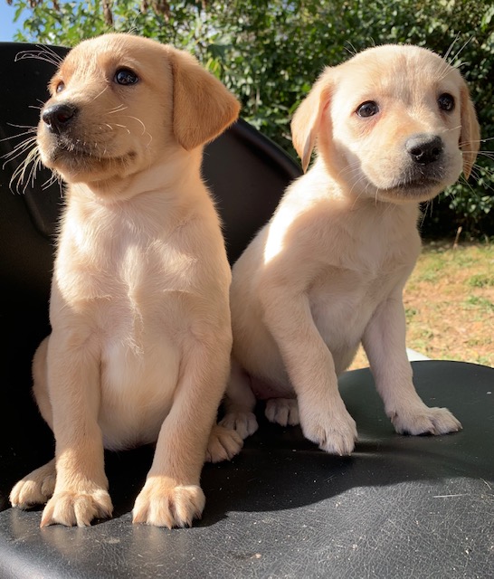 Nos labradors