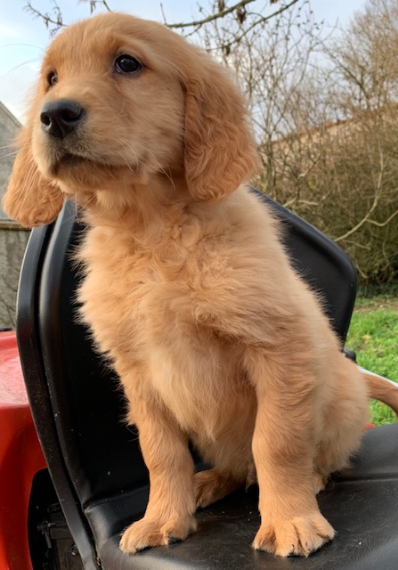 Nos Goldens