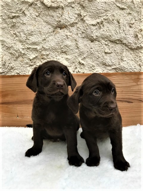 Nos labradors