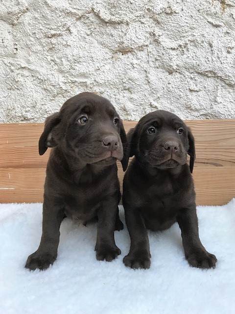 Nos labradors
